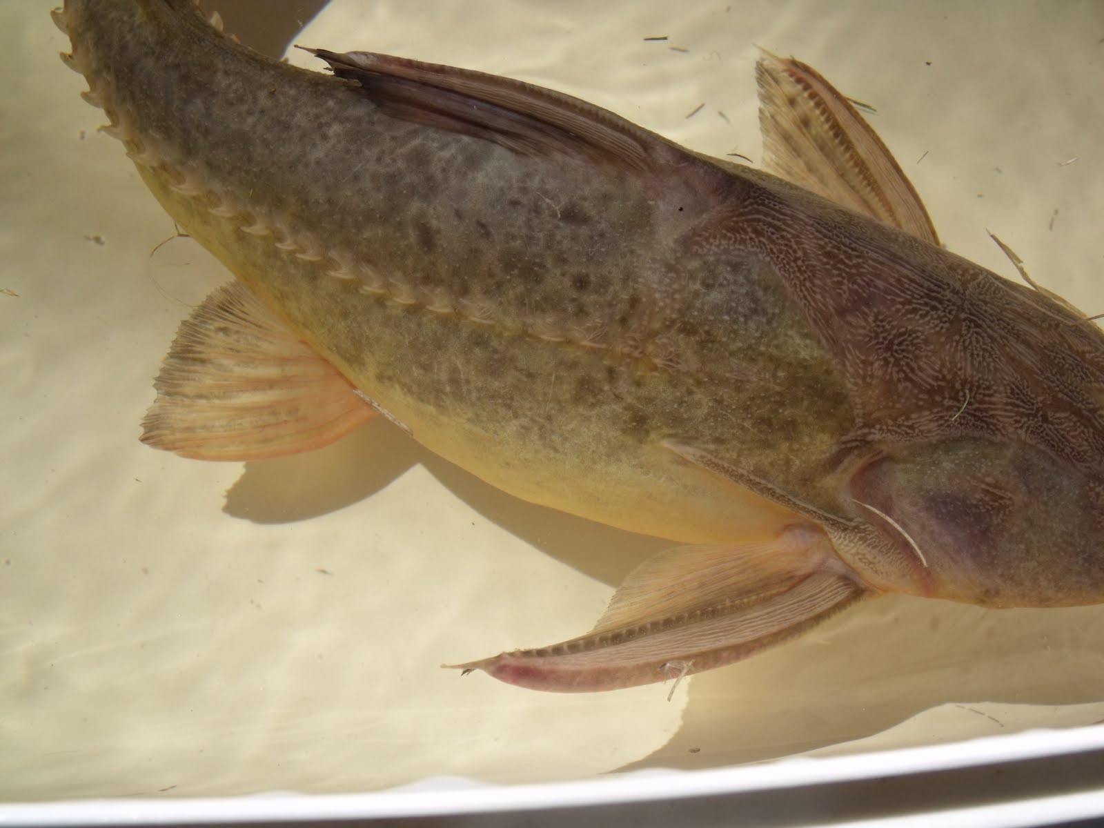 NATURALEZA Y CULTURA: El Armado