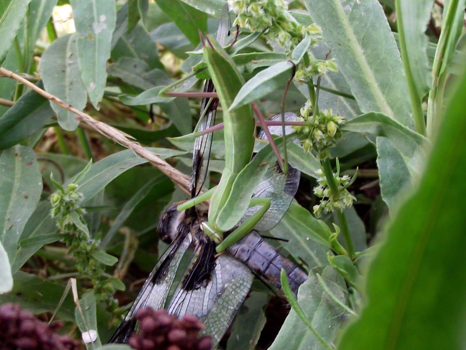 Photos by Jan: Praying Mantis Attacking a Dragonfly