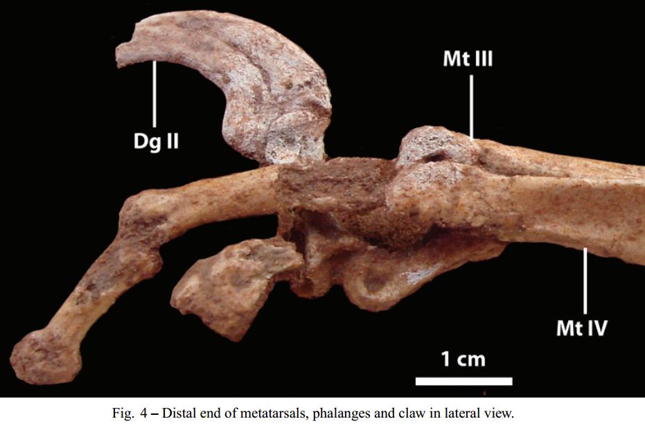 Species New to Science: [Paleontology • 2011] Pamparaptor micros • A ...