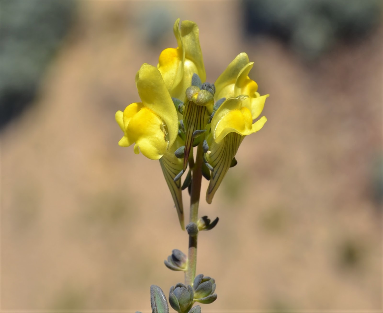 Plantas: Beleza e Diversidade: Recapitulando: Ansarina-da-praia ...