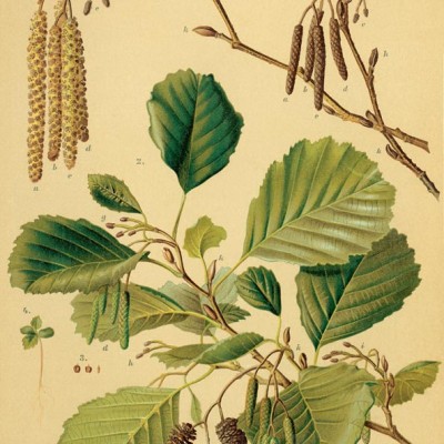 Sanatatea din farmacia Domnului: Anin negru ( Alnus glutinosa )