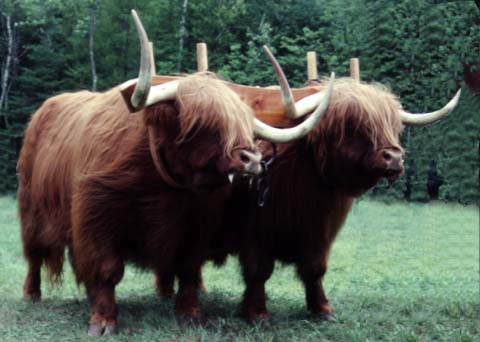 MT Catholic: Over-Easy Please