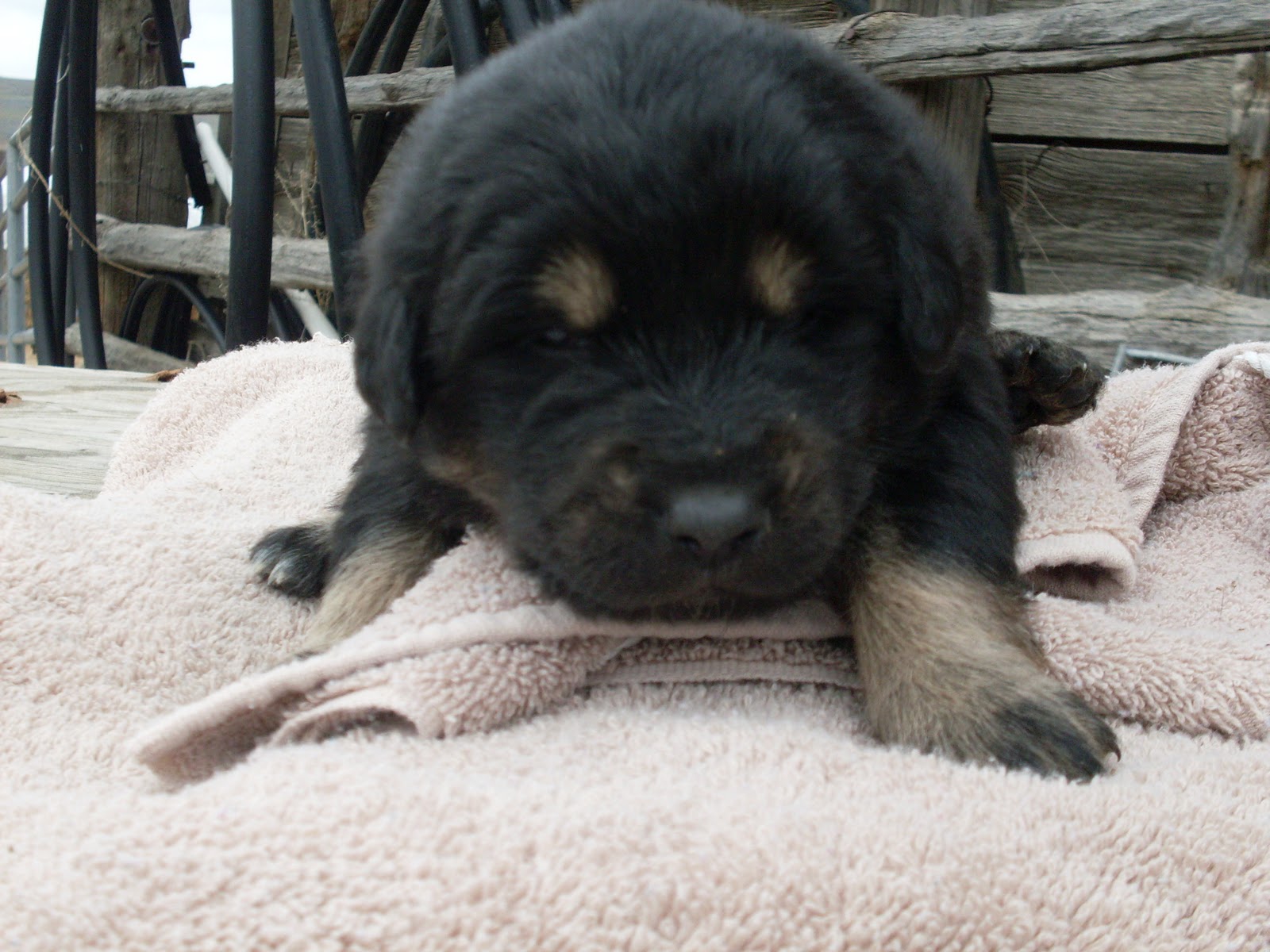 Bankhars For Mongolia