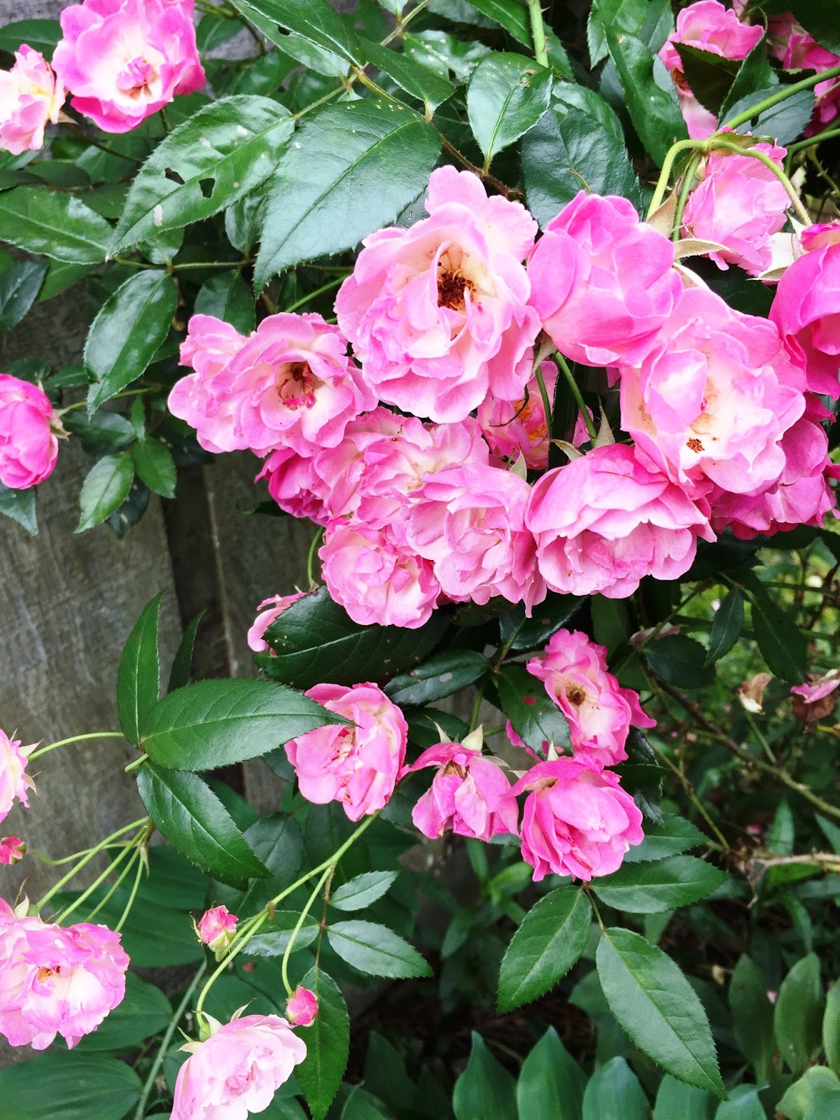 PAT QUILTZ TOO: Greek Cross & Roses