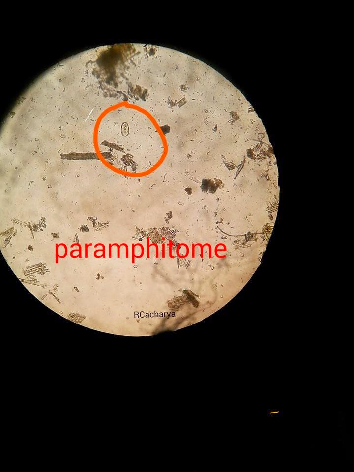 Veterinary Cases and Innovation with Line of Treatment for various ...