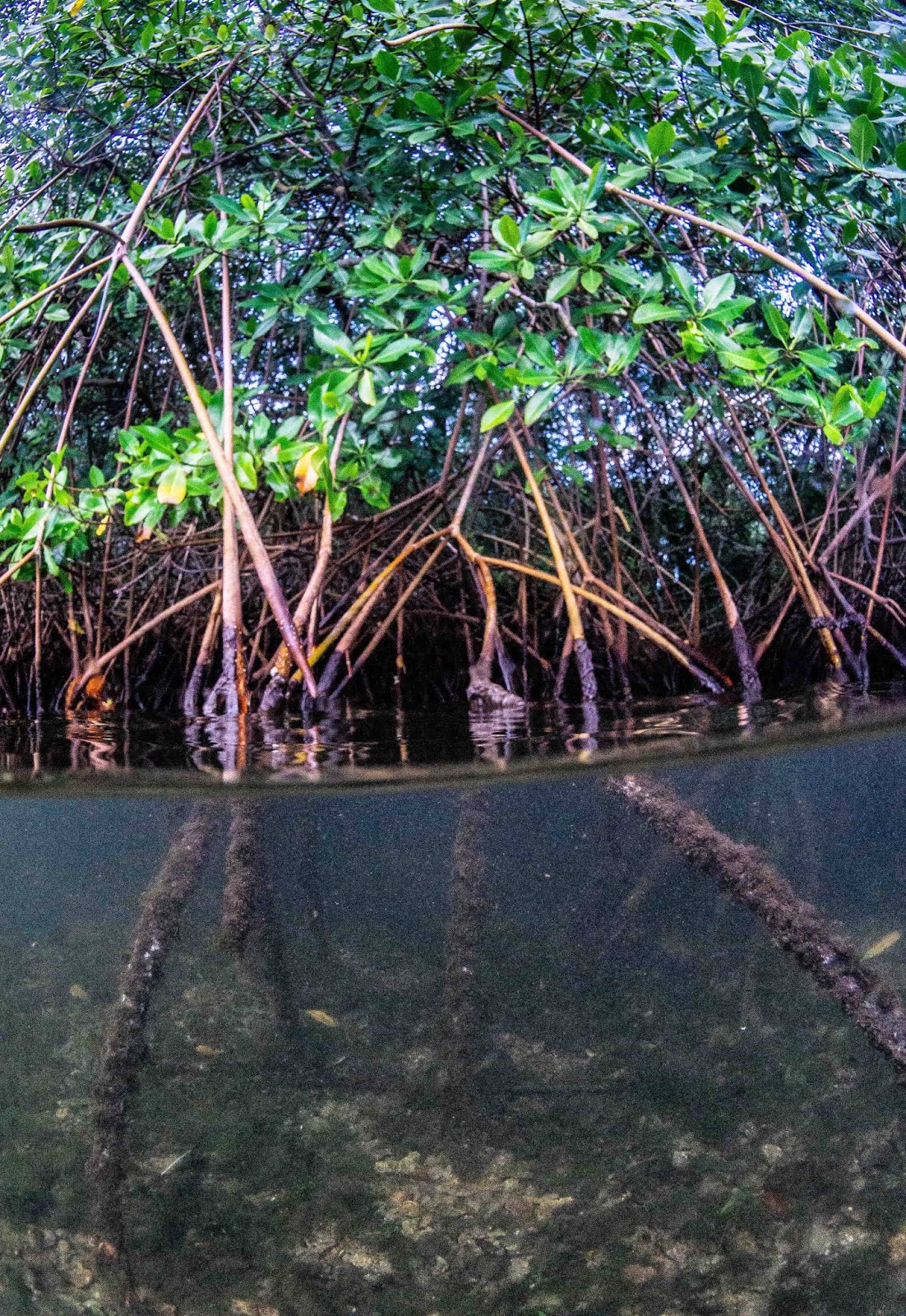 Why Mangroves must be protected