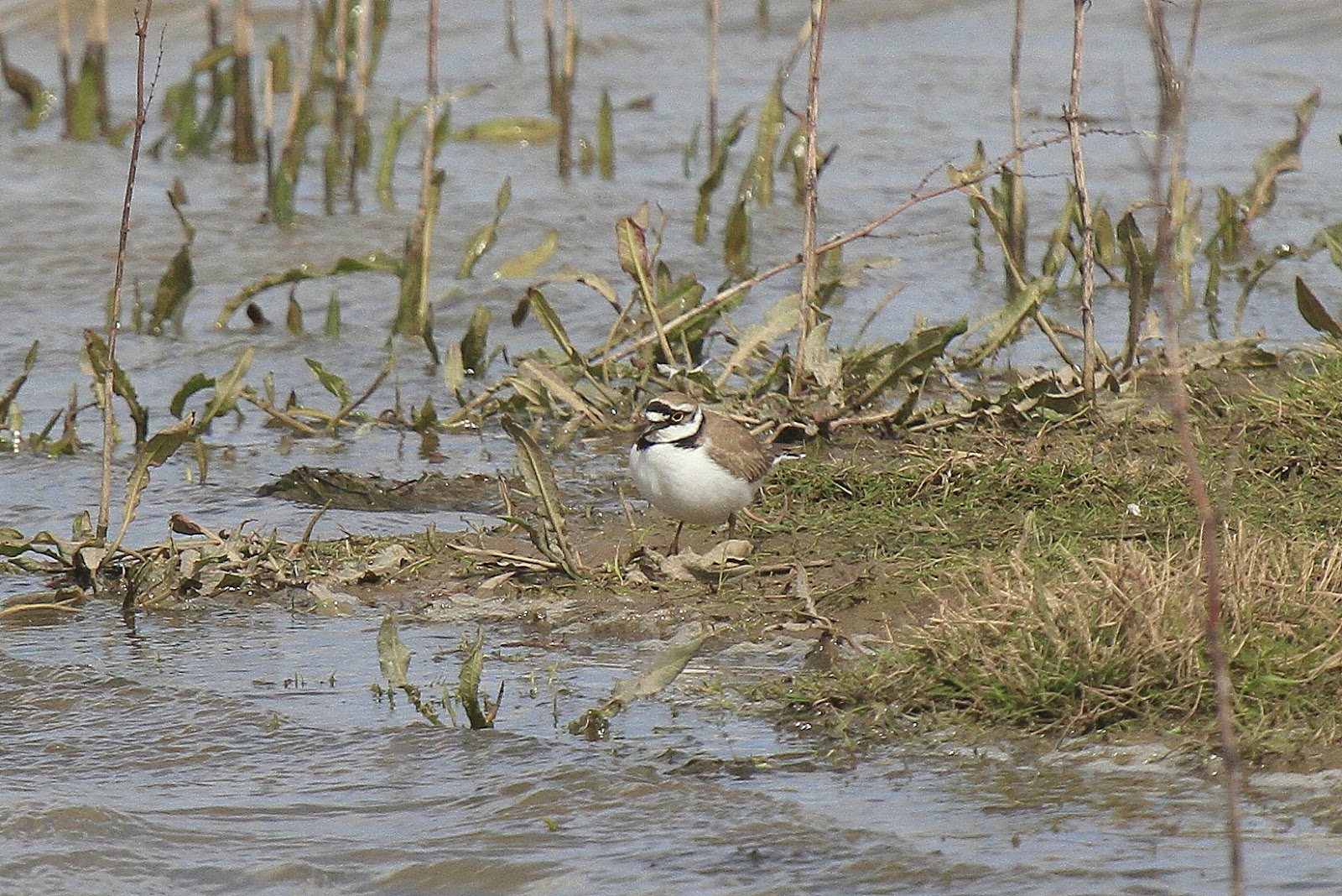 Boatbirder.com: RSPB Frampton Marsh