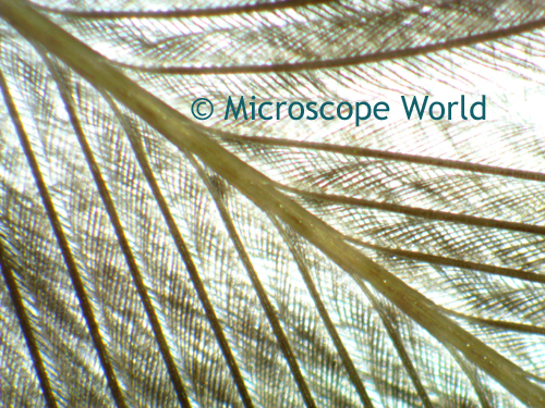 Microscope World Blog: Feathers