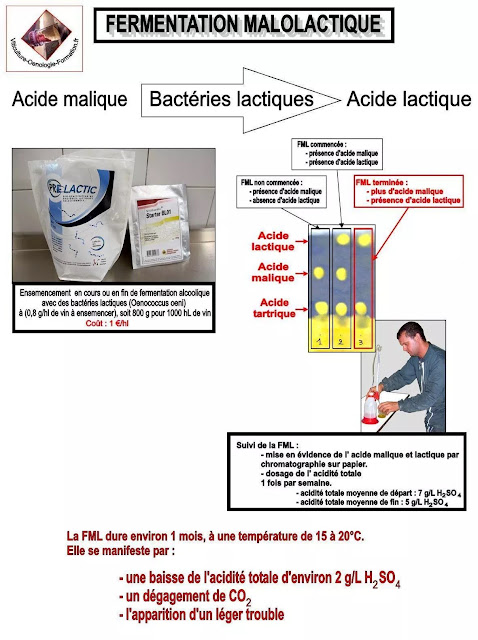 Cours Œnologie - Michel VERON: Fermentation malolactique