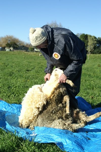 Woolshed 1: Sheep Husbandry - blade shearing method