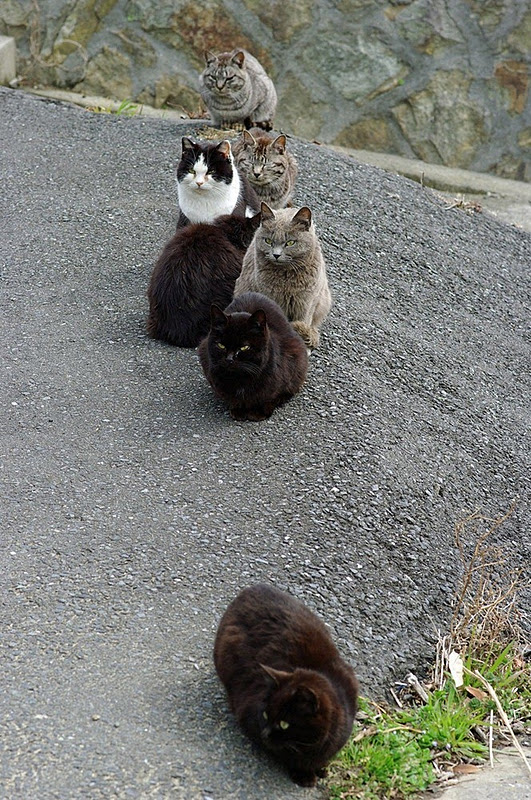 Beauty In Darkness: Cat Island, Japan