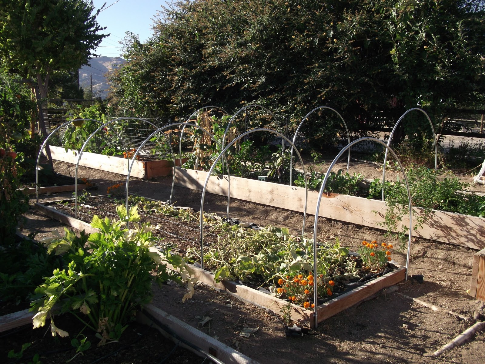 My Simple Country Living: Mini Hoop House Raised Bed Garden Experiment ...