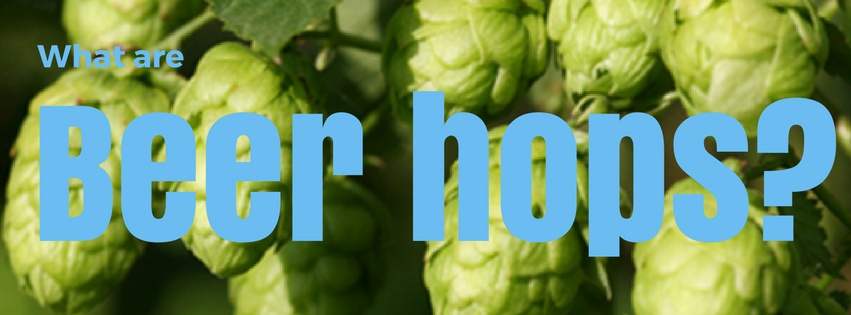 Using hops to bitter beer | How to Home Brew Beer