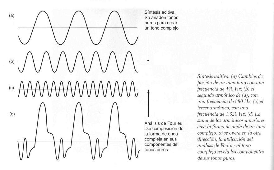 Audición Sentidos Somáticos y Sentidos Químicos: Percepción del Tono