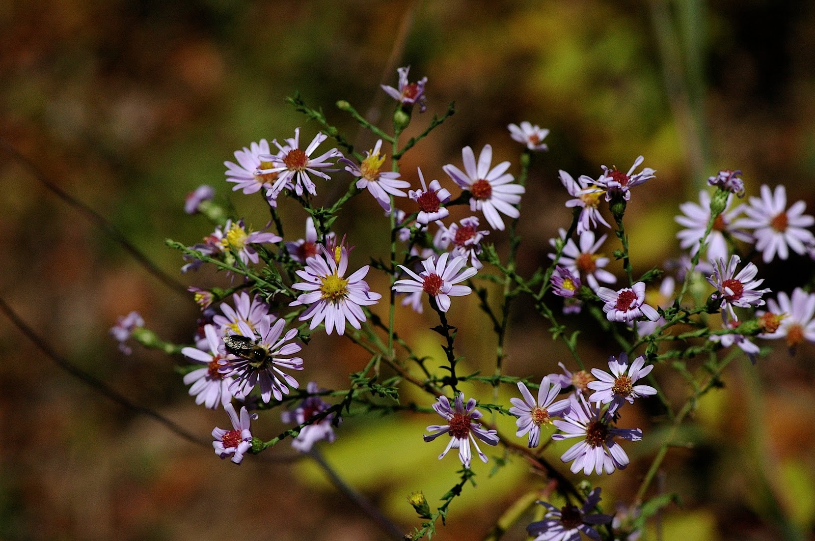 Field Biology in Southeastern Ohio: Some Ohio Asters