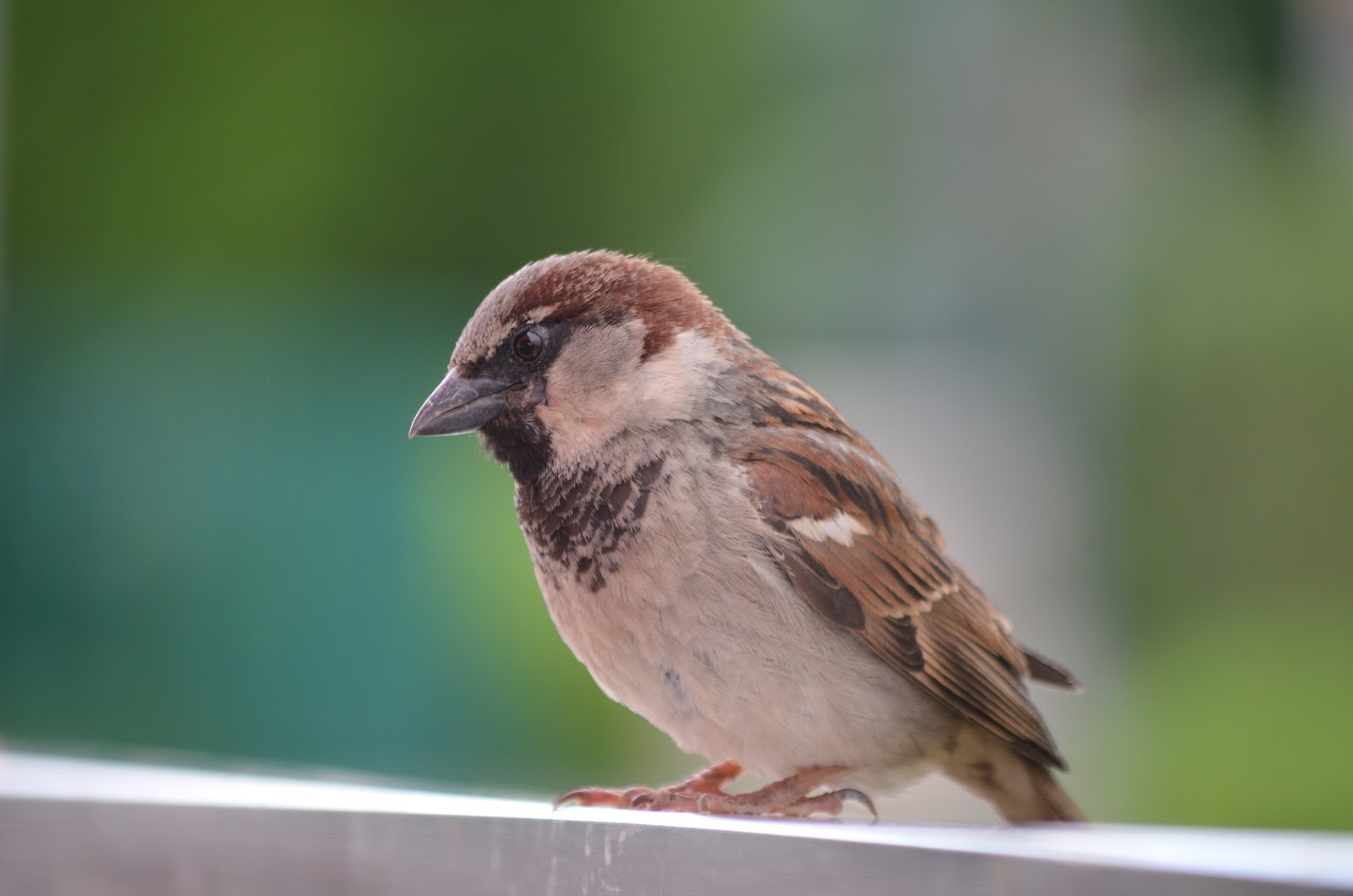 Claudiu Dinca Foto: Vrabia - fotografii facute cu Nikon D5100, 55-200mm ...