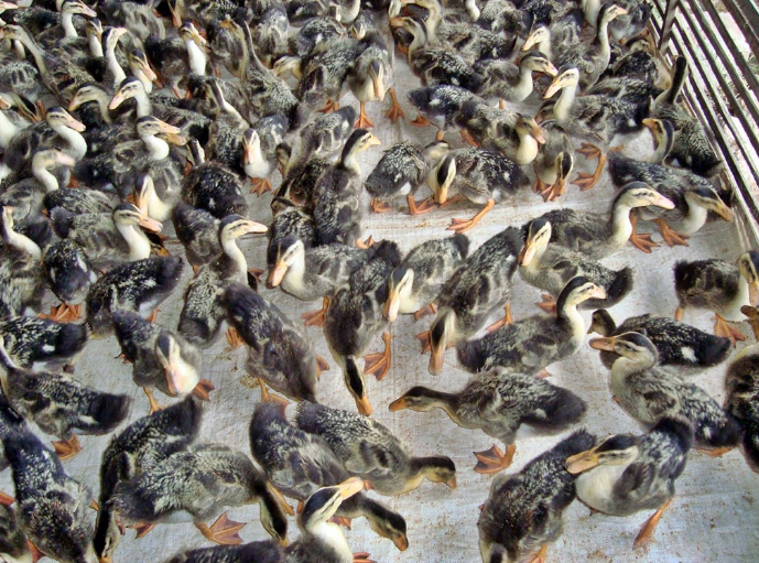 Jenis Bebek di Indonesia - Supplier hewan Ternak Surabaya