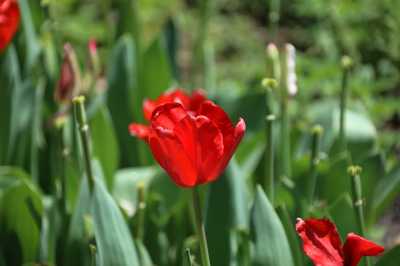 My Kampah: 4/11/19 GreenBrook Garden