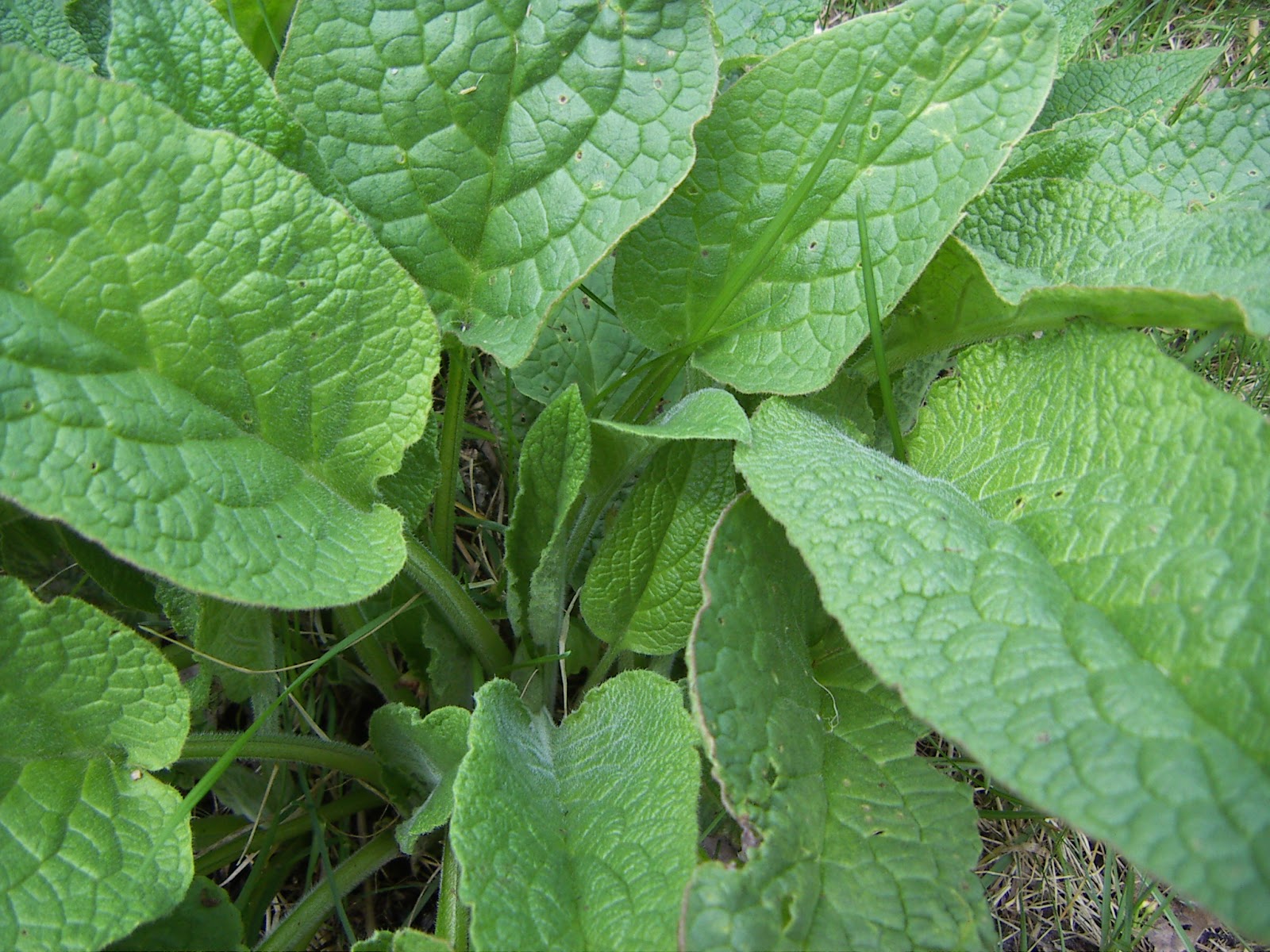 Underground Medicine: Garbling the comfrey roots & a couple of nifty ...