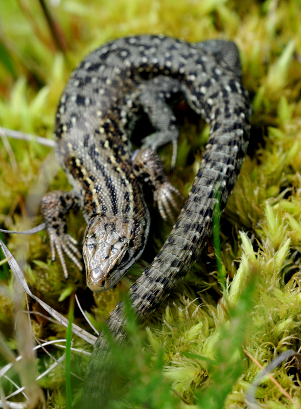 The wild side: Speyside - Abernethy area