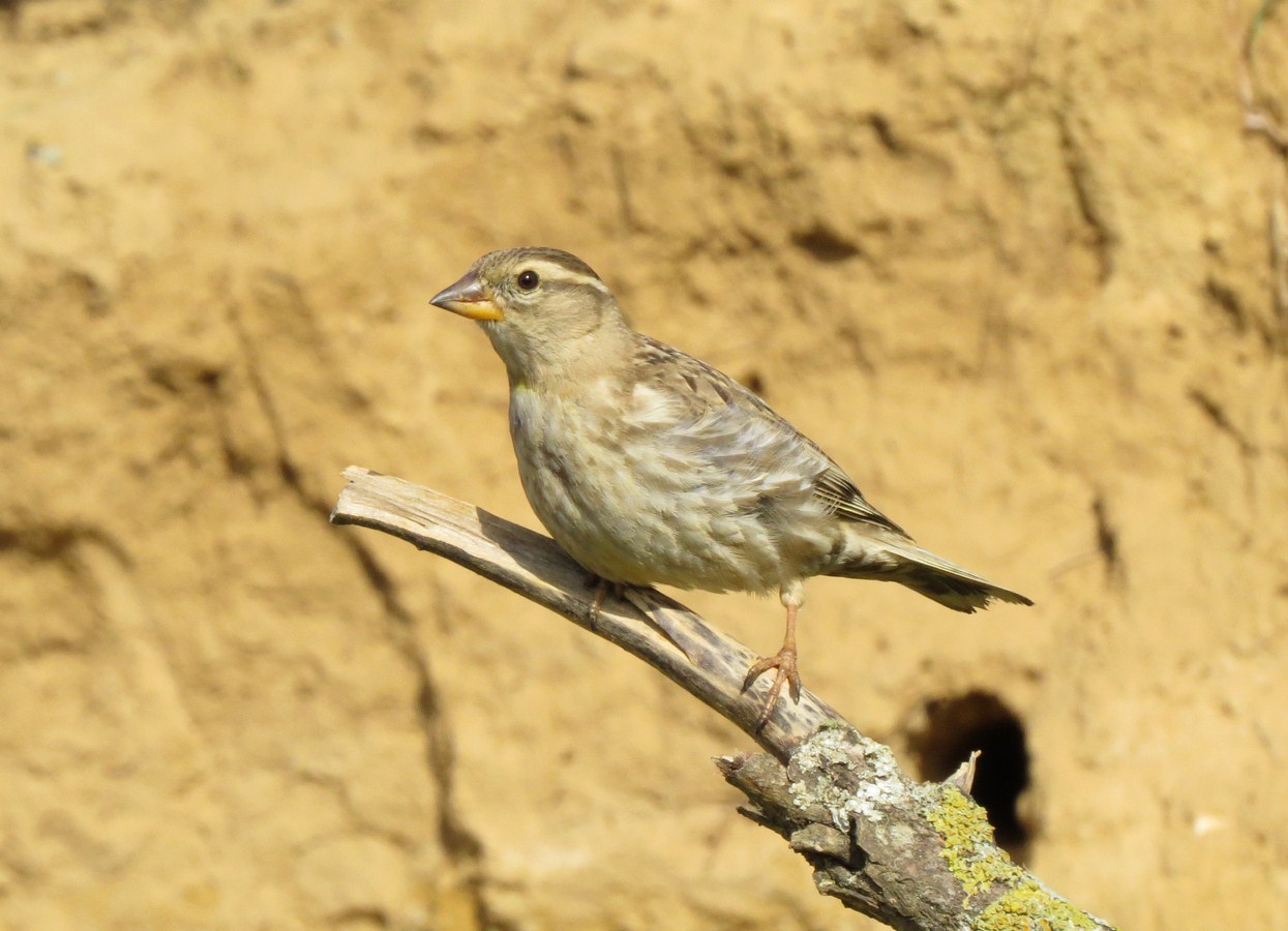 BIRDINGLEON: Gorriones chillones