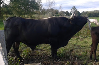 The Breeding-back Blog: The Taurus bulls of Olaf Nowacki