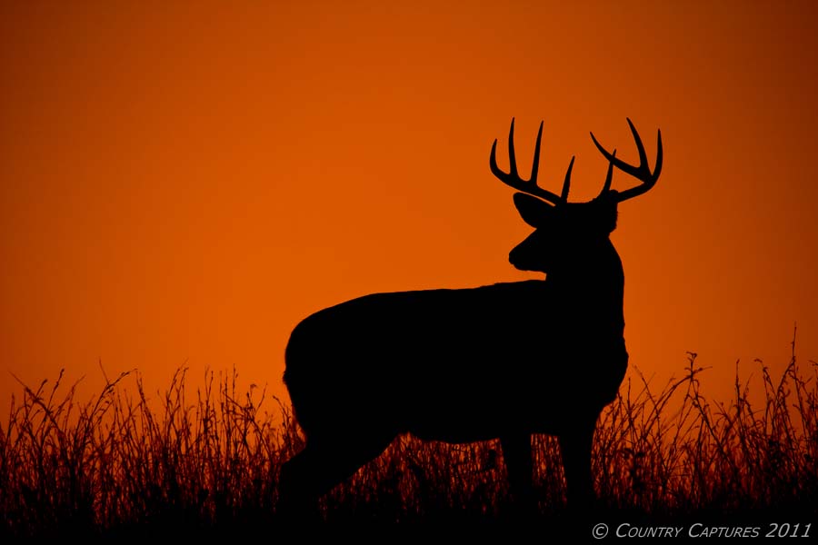 Country Captures: Appreciating Whitetail Beauty