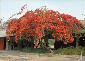 .: Trepadeira primavera buganvile