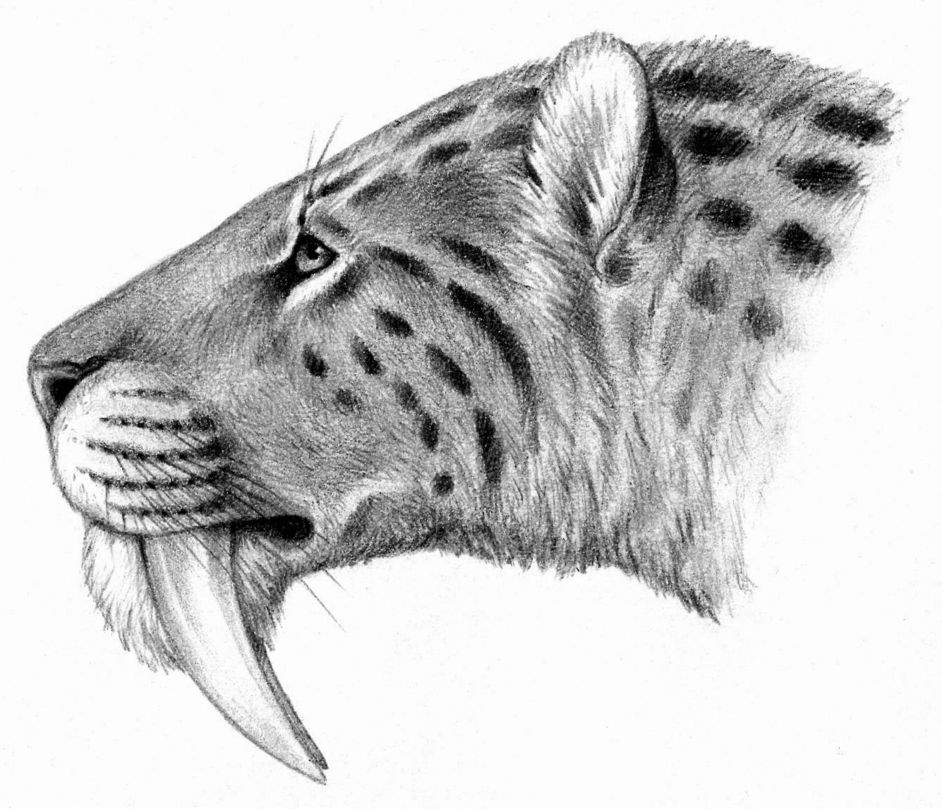 cuadernos de trickster: Pequeña taxonomía. Smilodon.