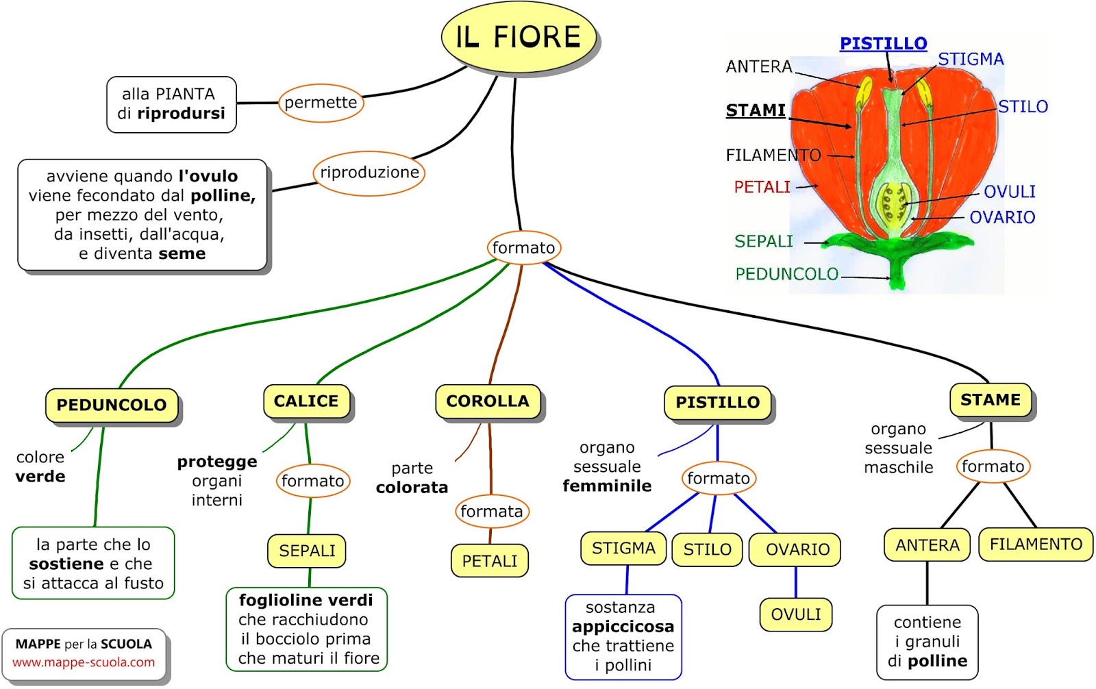 MAPPE per la SCUOLA: IL FIORE