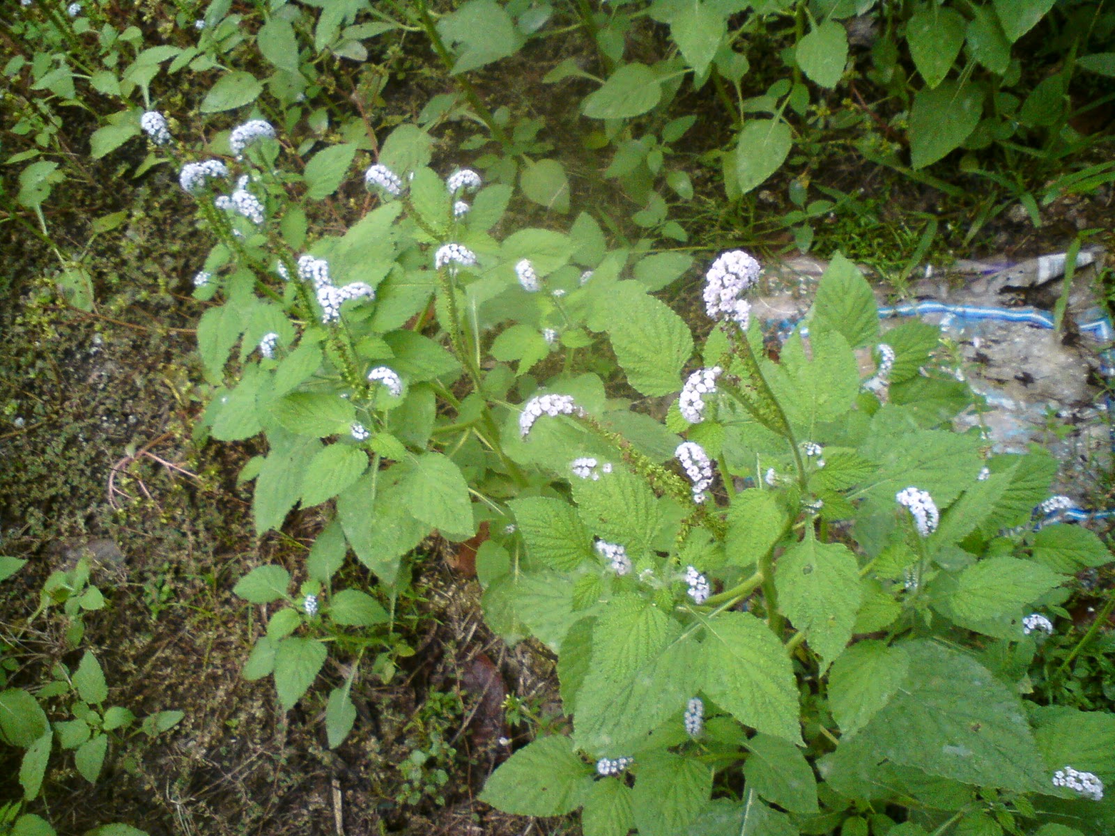 madisyak.blogspot: POKOK BELALAI RAMA