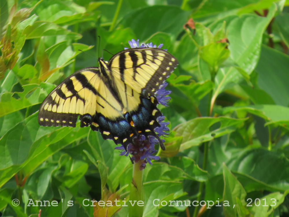 Anne's Creative Cornucopia: Yellow Monarch Butterfly - Photographs