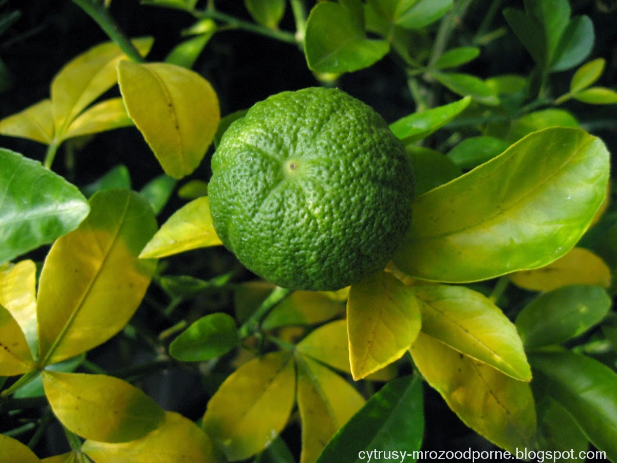 Cytrusy Mrozoodporne: Citrandarin