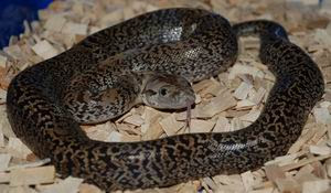 Pupile człowieka: Pyton tygrysi (Python molurus)