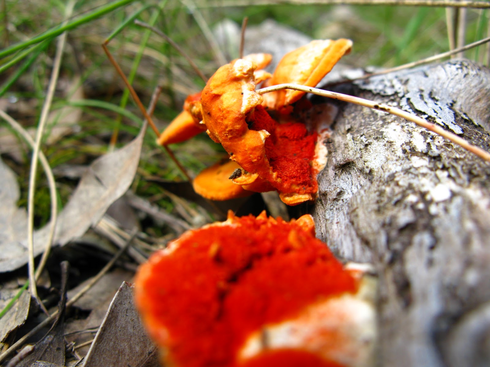 Darren M: UPPER NEPEAN PACKRAFTING