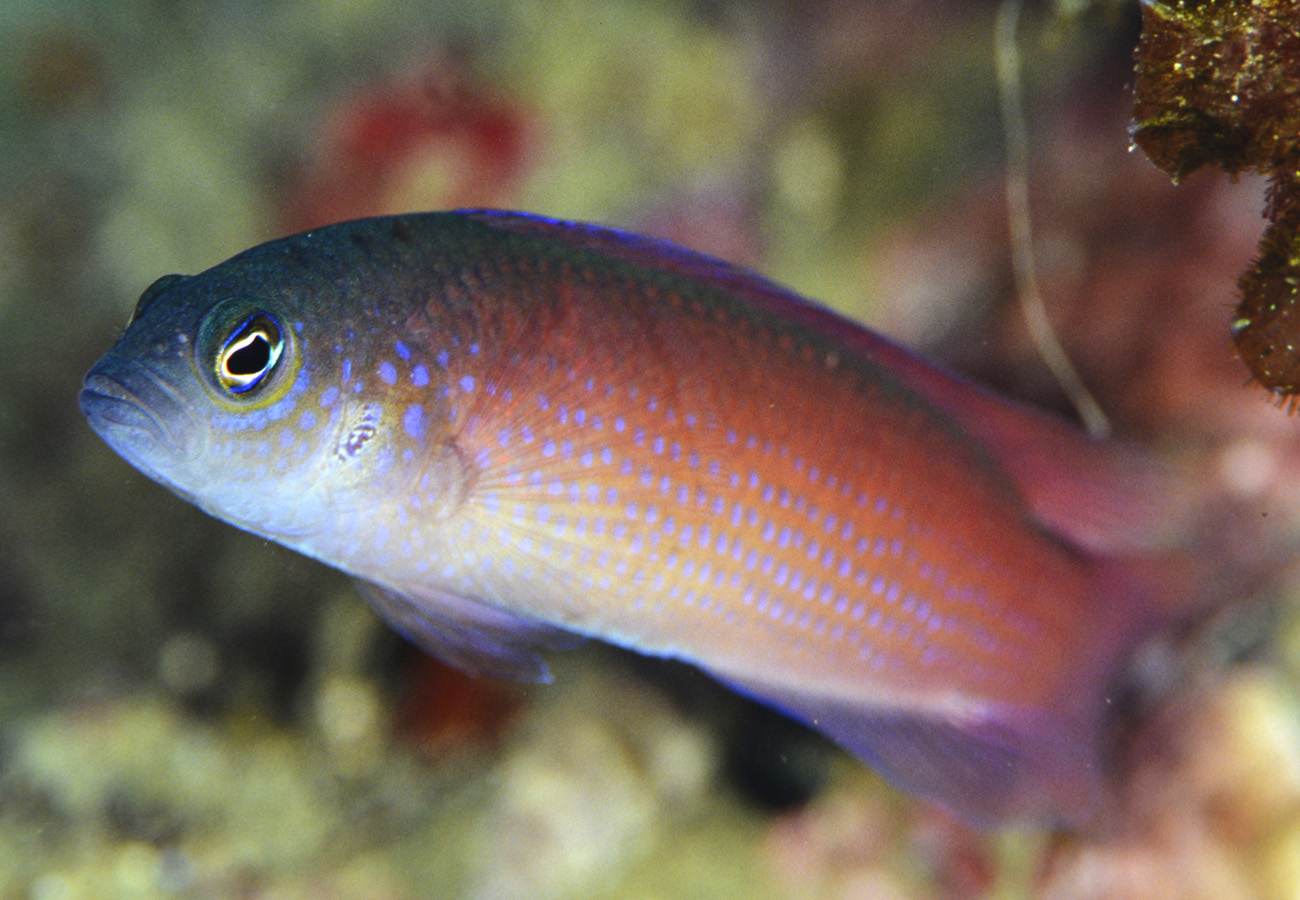 Species New to Science: [Ichthyology • 2016] Pseudochromis yamasakii ...