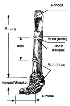 Kebun Bambu: Anatomi Bambu