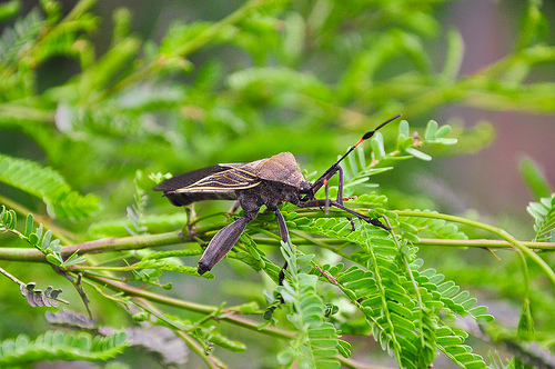 zapotitlansalinas85: GASTRONOMIA