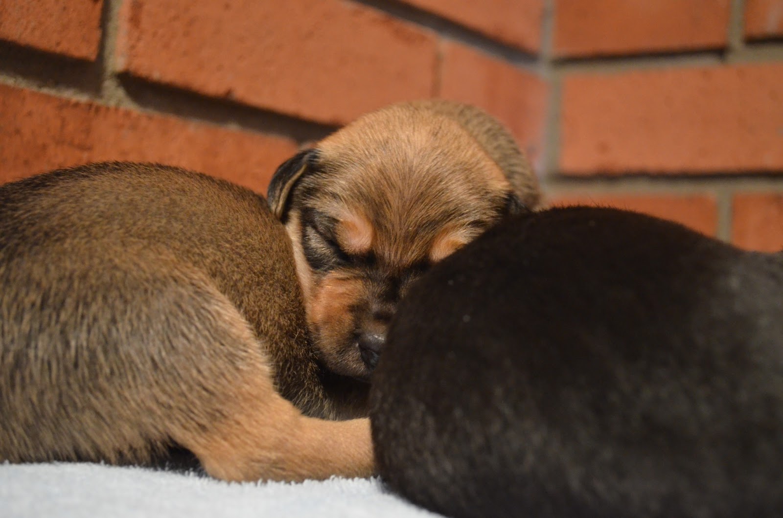 This Sweet Life: Roly-Poly Puppies