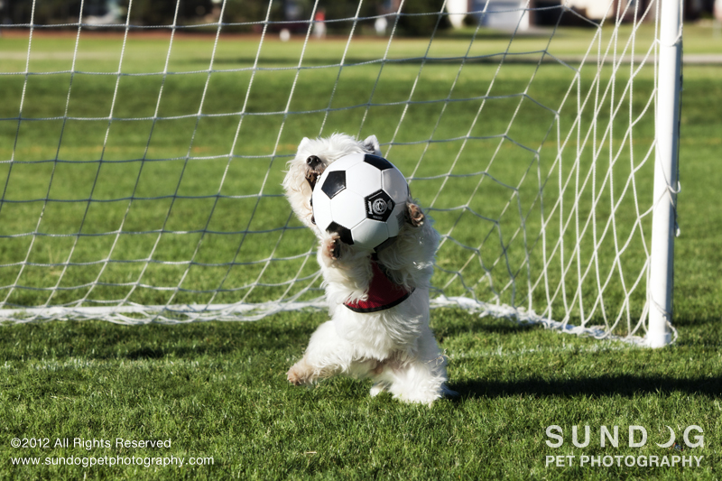 Goalie Dog - Sundog Pet Photography