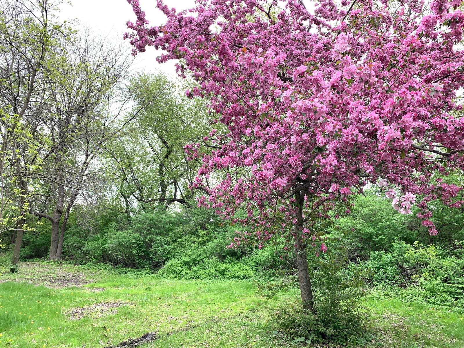 - POINTS OF VIEW _______________: SPRING 2019 - THE CHERRY TREES ARE IN ...