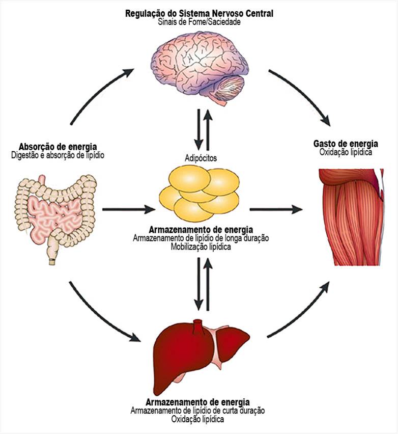 ADULTOS JOVENS/MELHOR IDADE:IMPORTÂNCIA RELATIVA EXTENSÃO/DISTRIBUIÇÃO ...