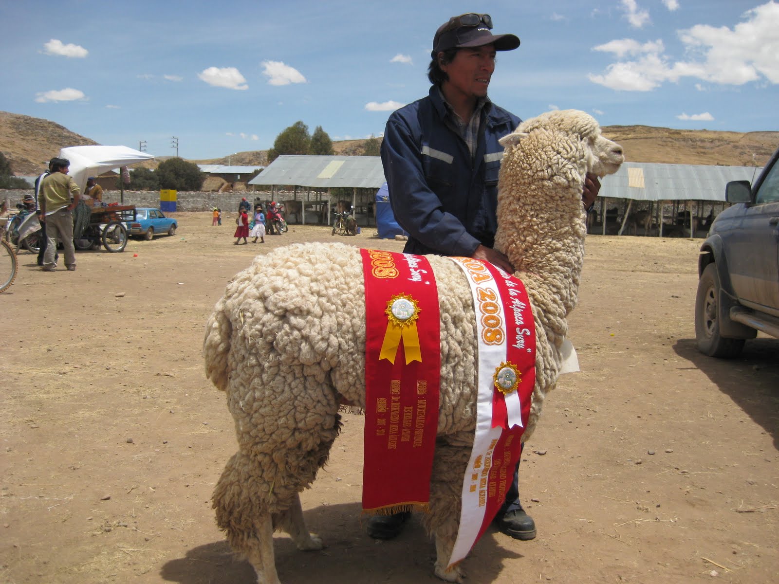ALPACAS Y ALPACAS DE NUÑOA MELGAR PUNO PERÚ: LA ALPACA "PRODUCTO ...