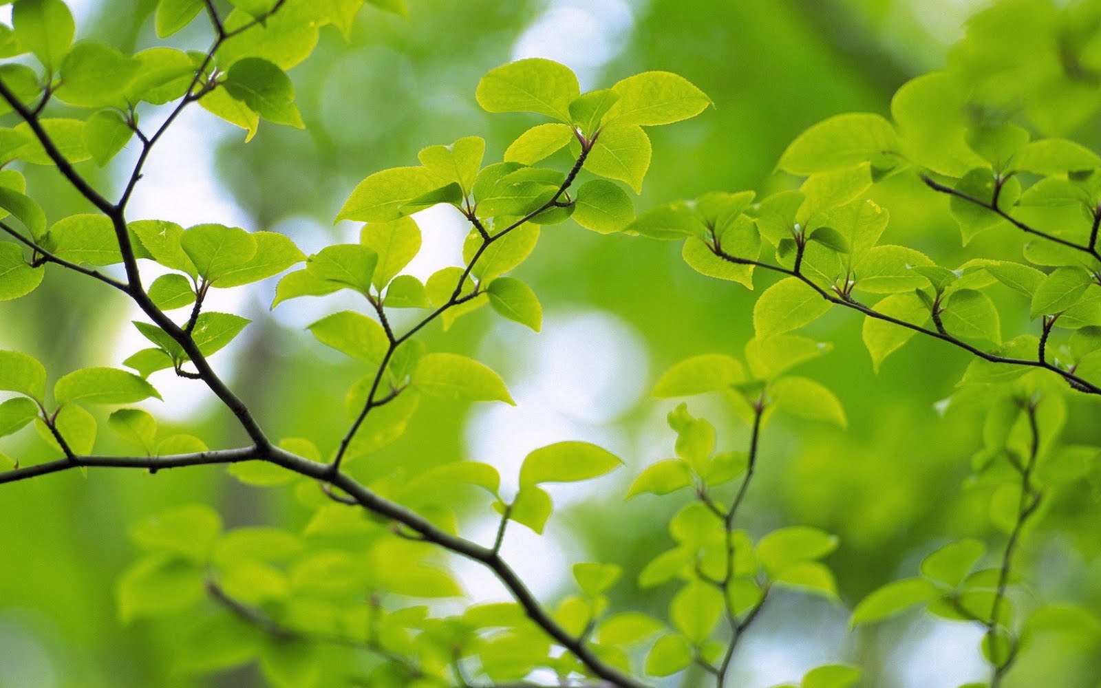 Free Wallpapers Collection: Green Leaf High Definition High Quality ...