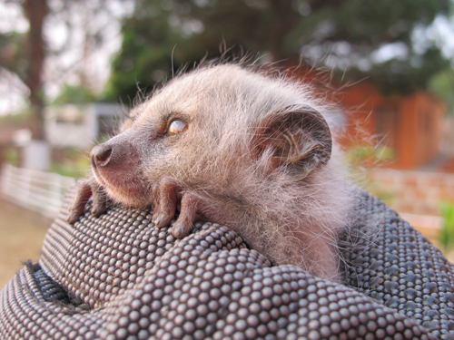 Livingstone Man: Bush baby arrives!