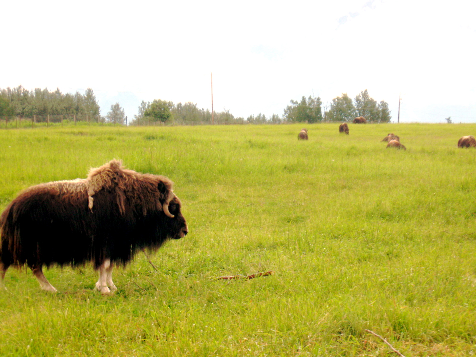 The Jay and Amanda Chronicles: Vermont to Alaska: Musk Ox Farm