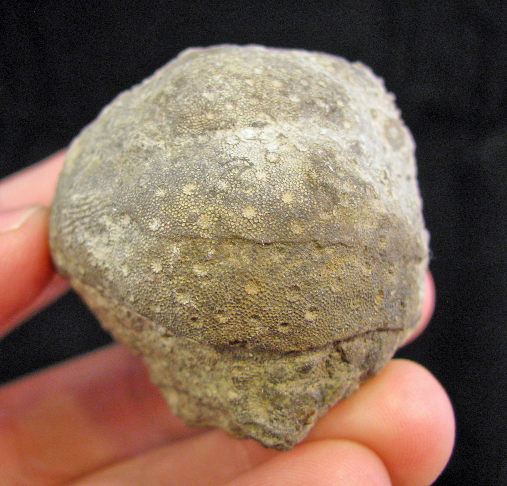 Views of the Mahantango: Heliolites coral from Germany