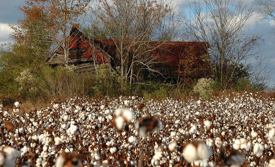 Cotton Season