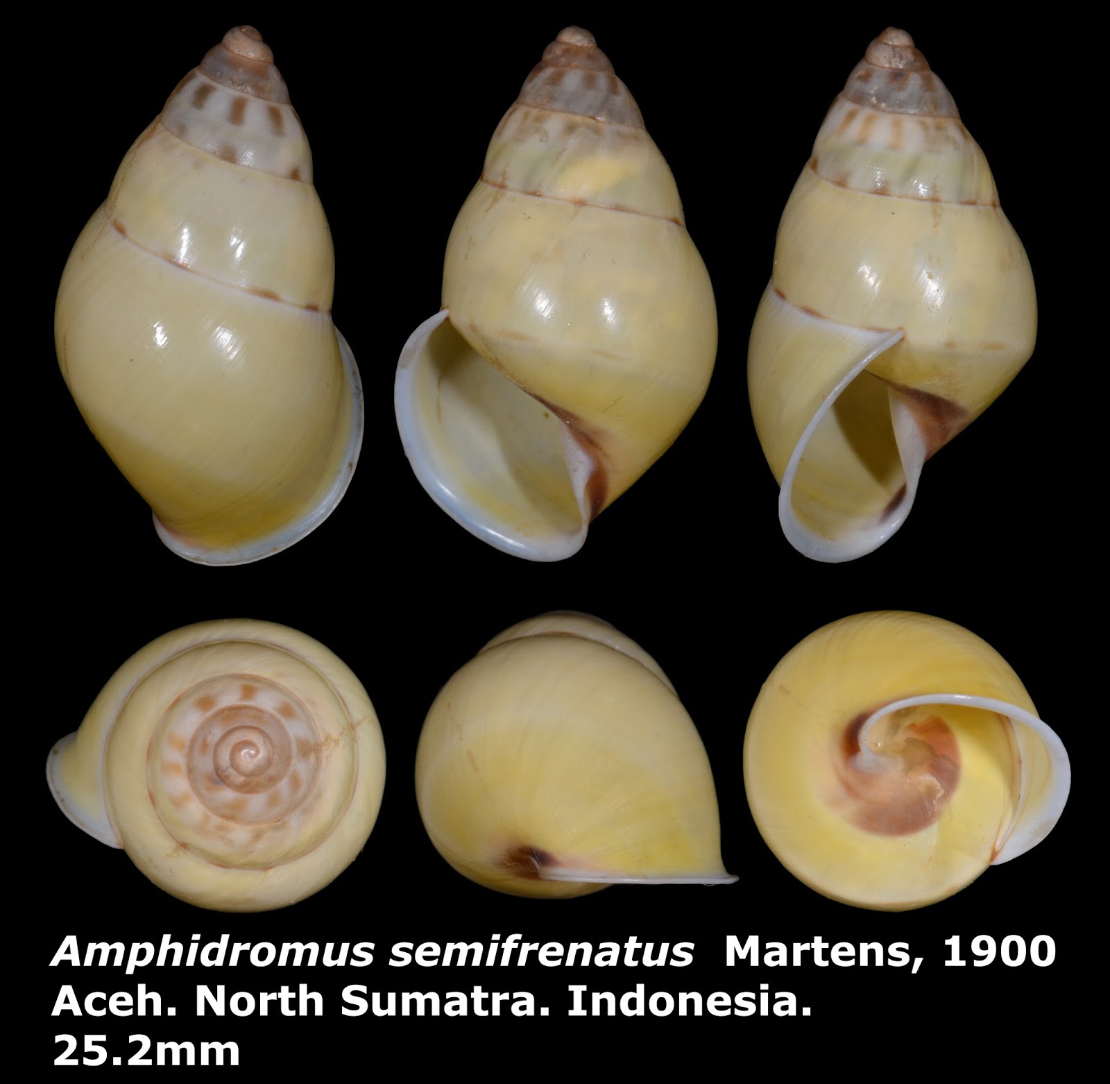 Dr. Lee's Gallery Museum: Amphidromus semifrenatus 25.2 to 30.11mm