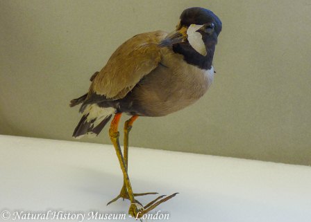 Javan lapwing - Alchetron, The Free Social Encyclopedia